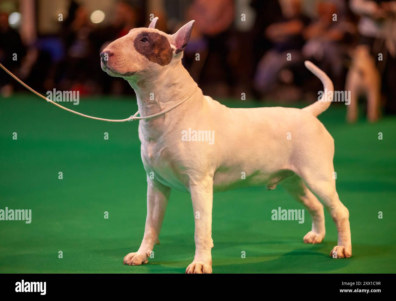 English bull terrier cute hi-res stock photography and images - Alamy