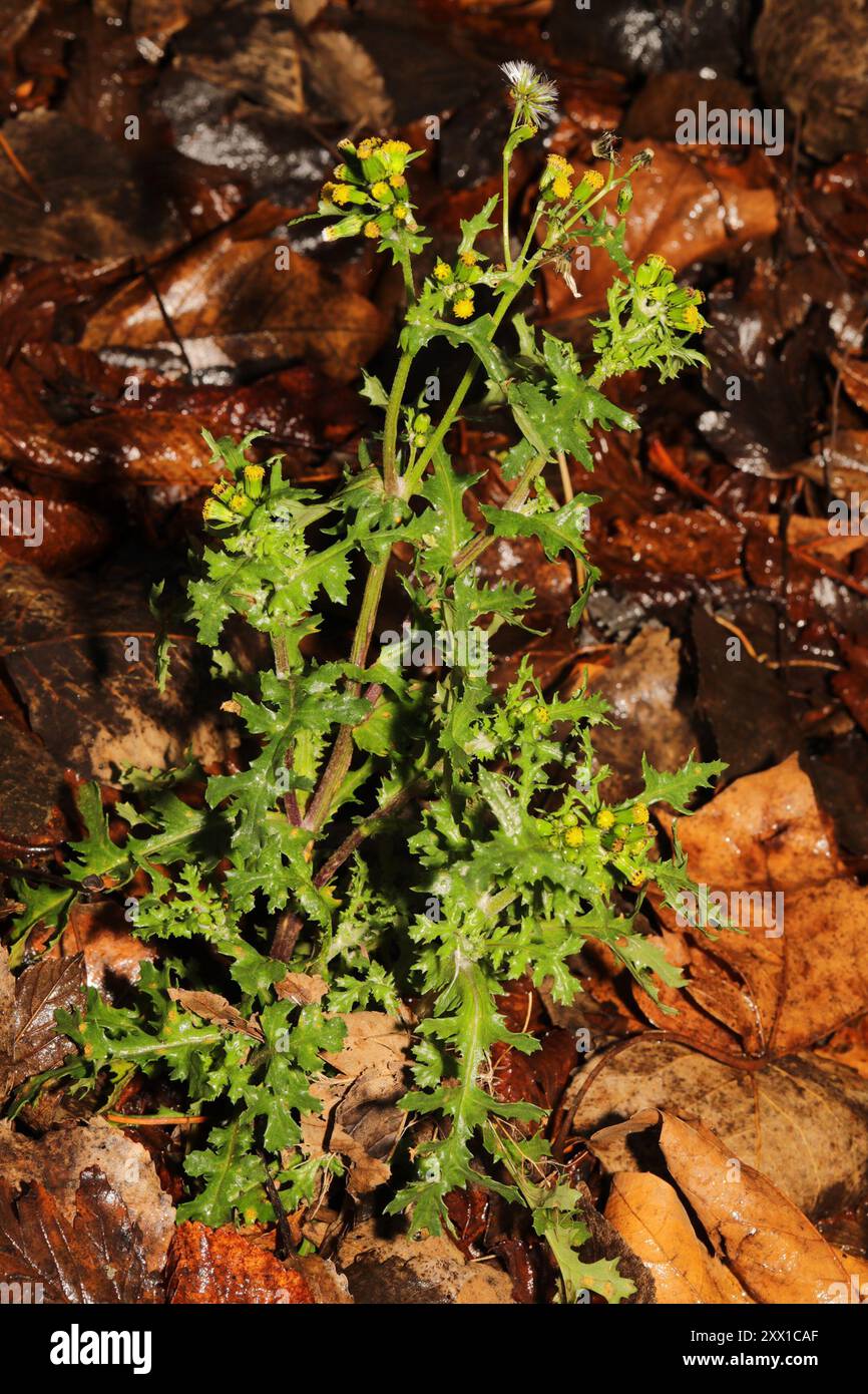 common groundsel (Senecio vulgaris) Plantae Stock Photo - Alamy