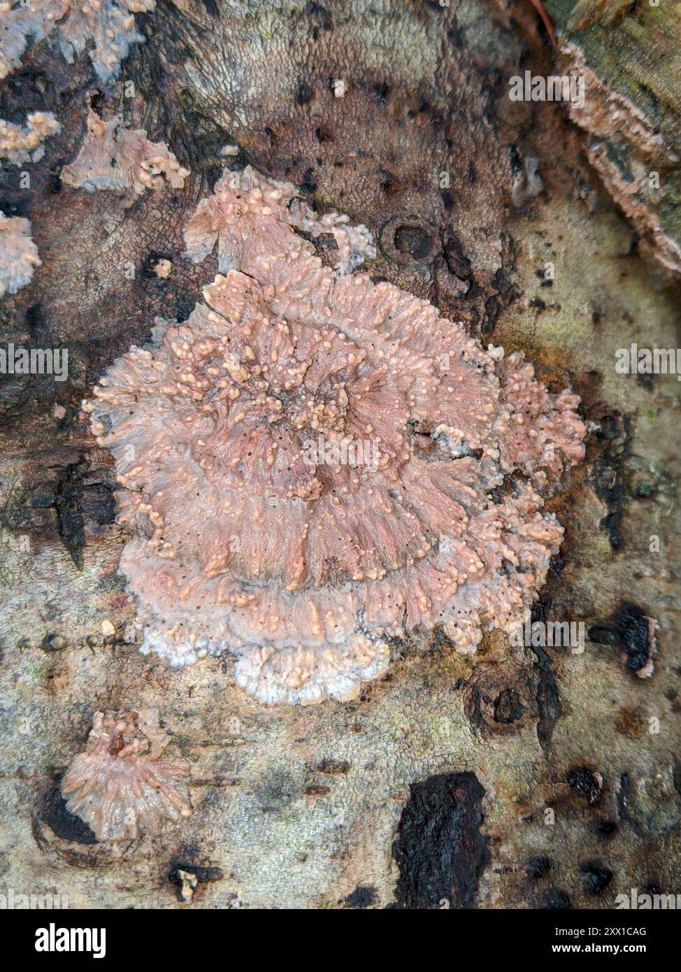Wrinkled Crust (Phlebia radiata) Fungi Stock Photo - Alamy