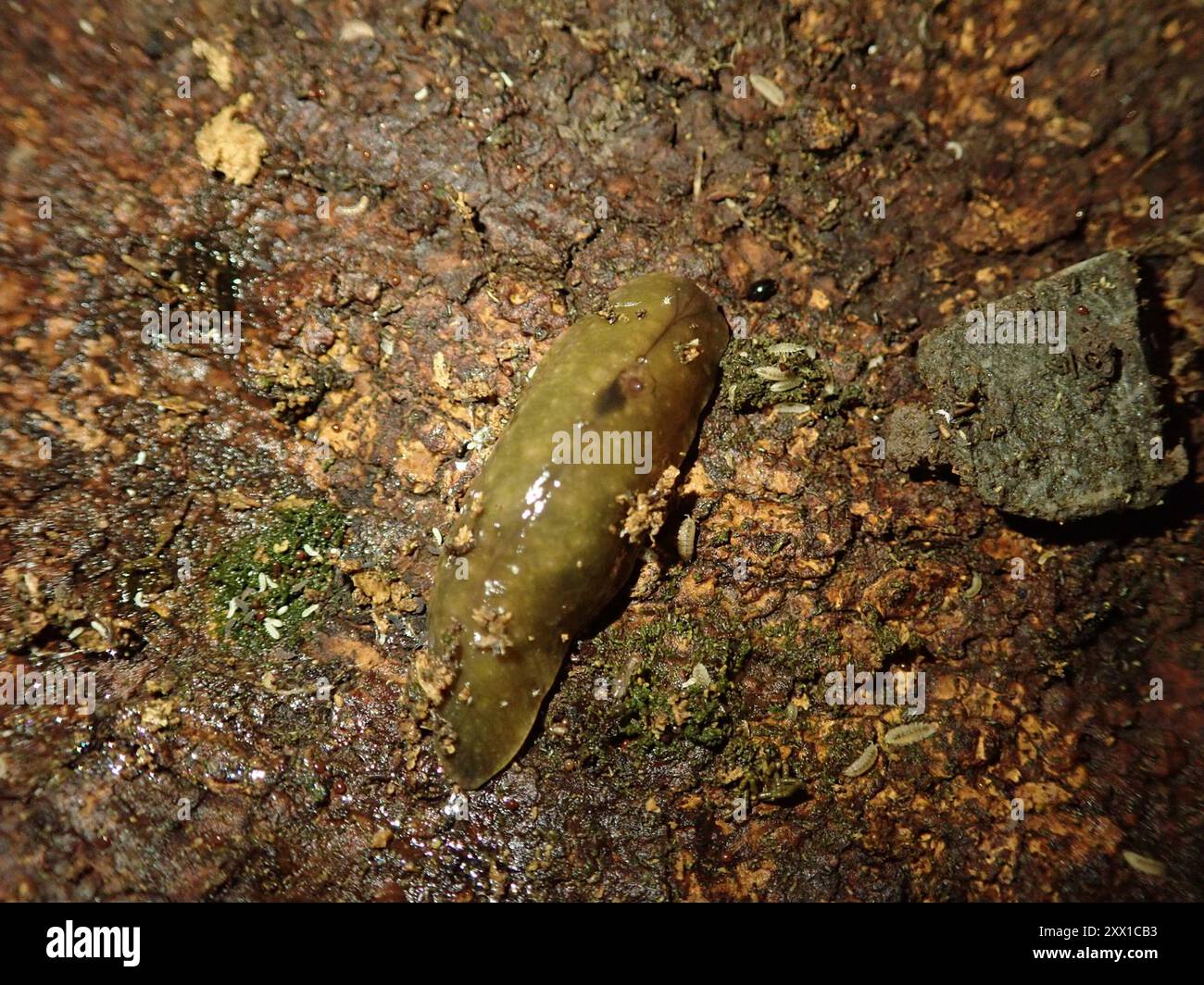 Leaf-veined Slugs (Athoracophoridae) Mollusca Stock Photo - Alamy
