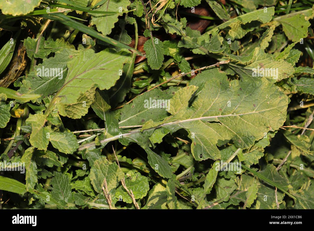 Shortpod Mustard (Hirschfeldia incana) Plantae Stock Photo - Alamy