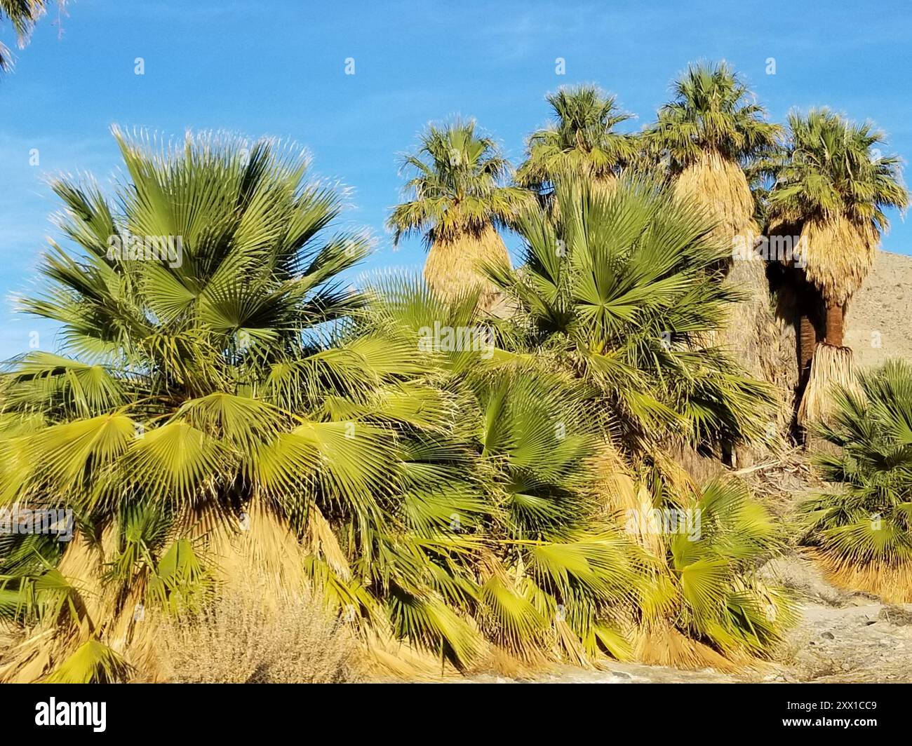 California fan palm (Washingtonia filifera) Plantae Stock Photo - Alamy