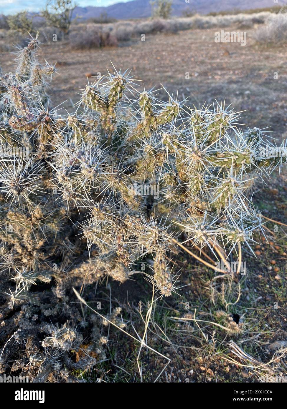 Whipple Cholla (Cylindropuntia whipplei) Plantae Stock Photo - Alamy