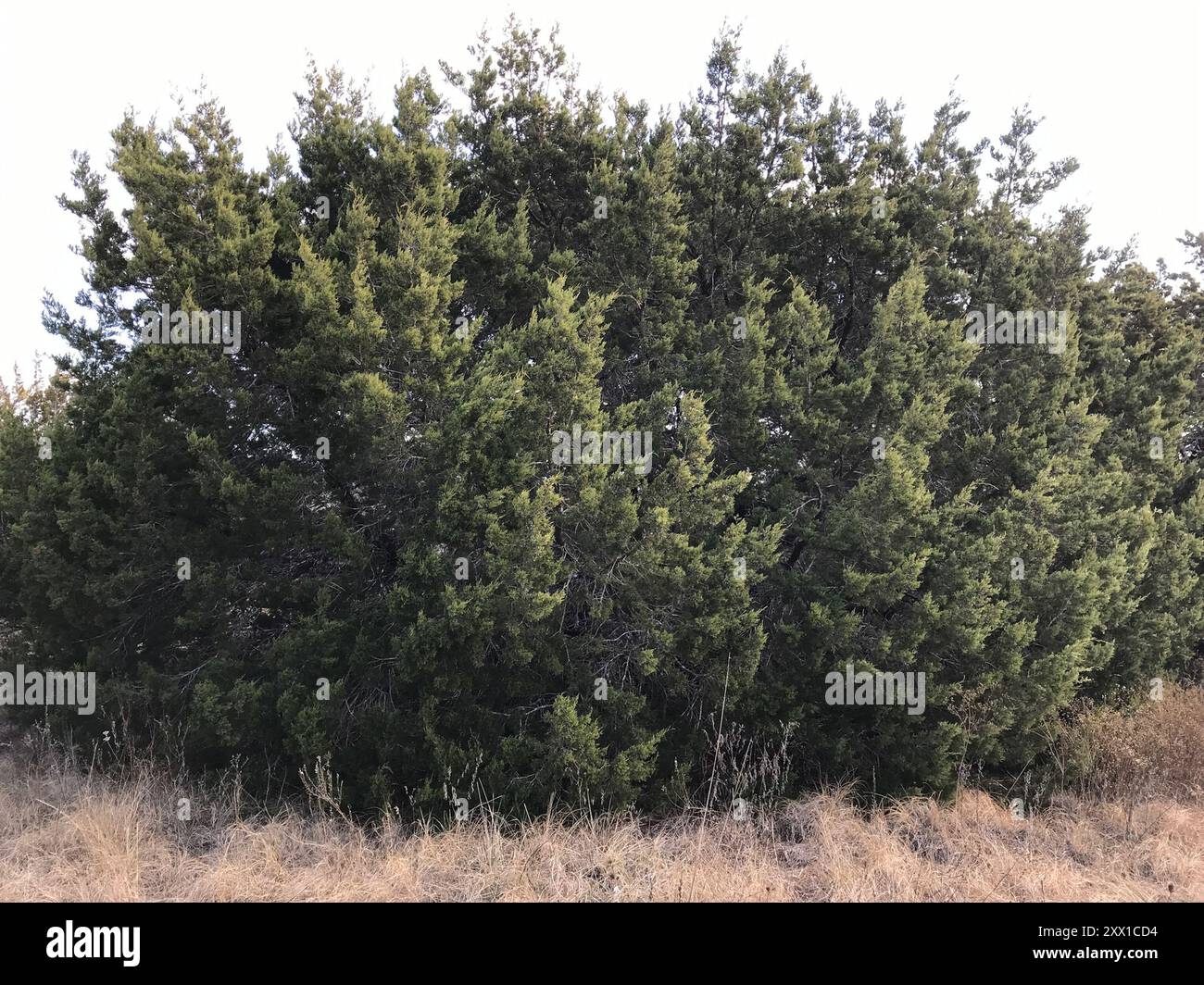 Ashe juniper (Juniperus ashei) Plantae Stock Photo - Alamy