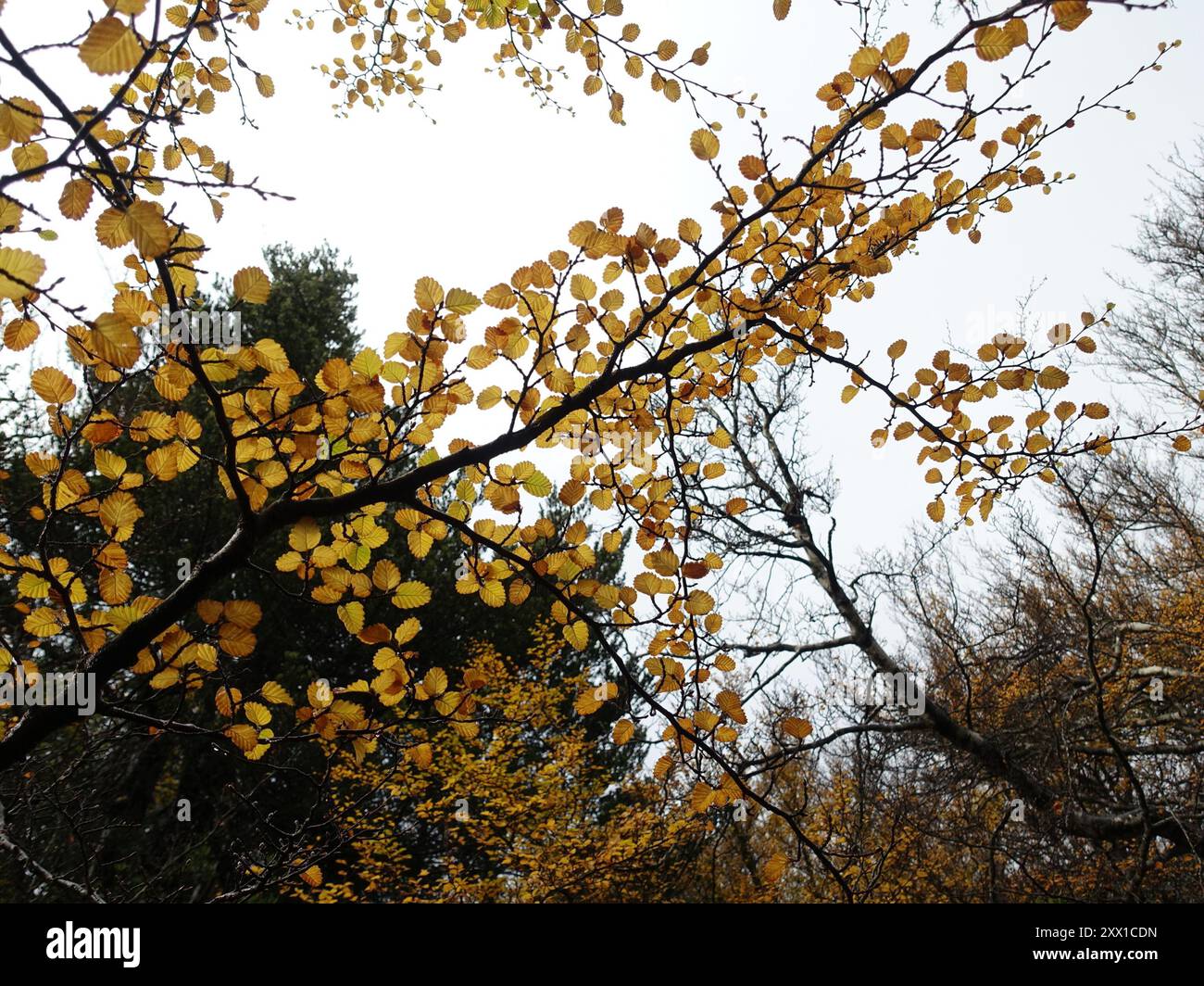 deciduous beech (Nothofagus gunnii) Plantae Stock Photo - Alamy