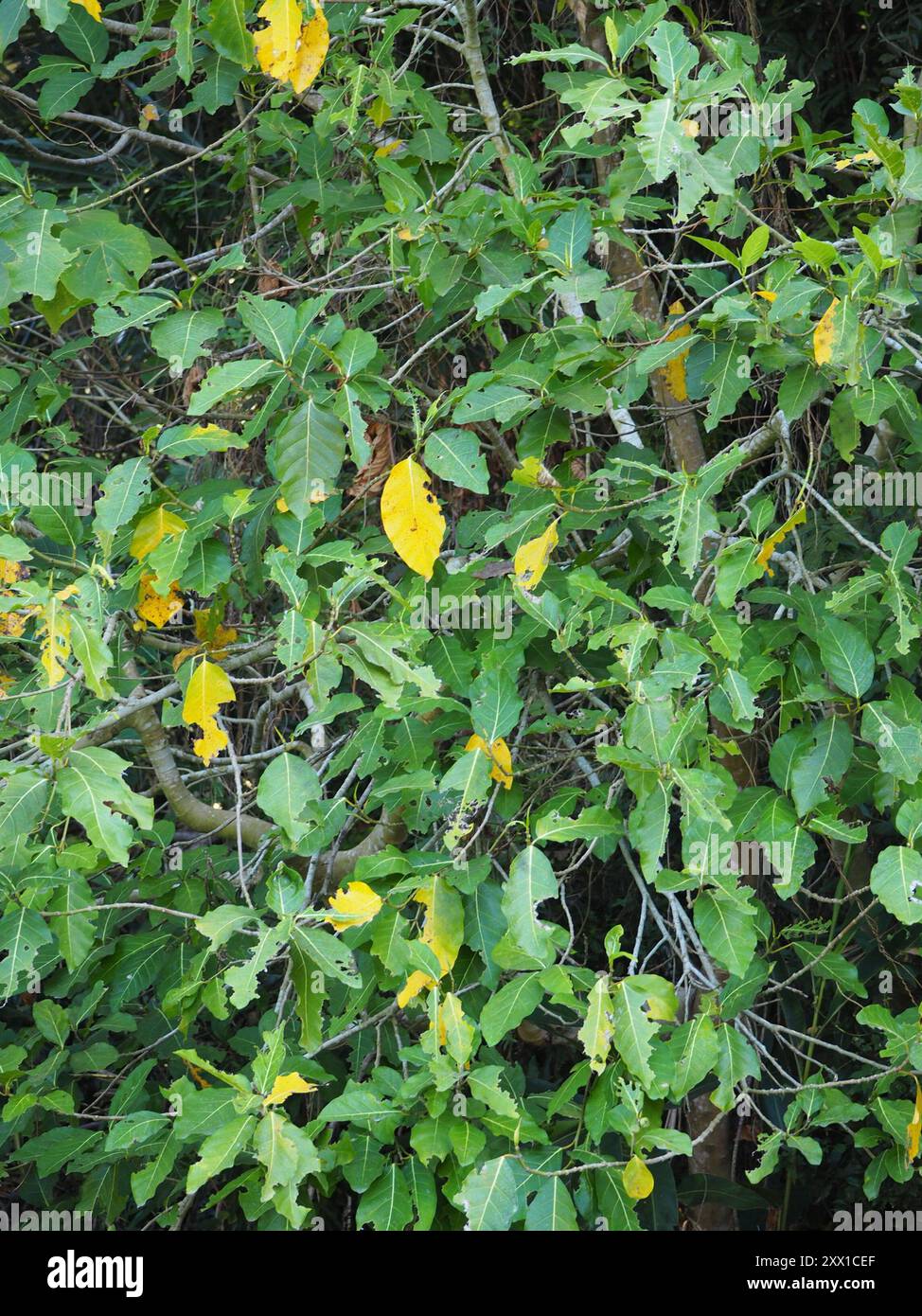 Hauili fig tree (Ficus septica) Plantae Stock Photo - Alamy