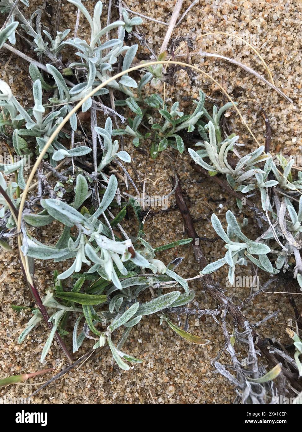 Everlastings and Cudweeds (Gamochaeta) Plantae Stock Photo - Alamy