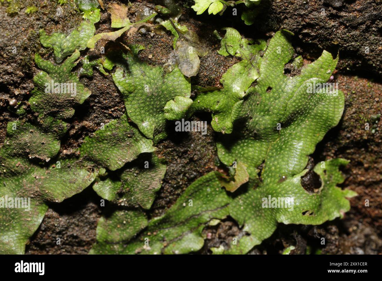 Great Scented Liverwort (Conocephalum conicum) Plantae Stock Photo - Alamy