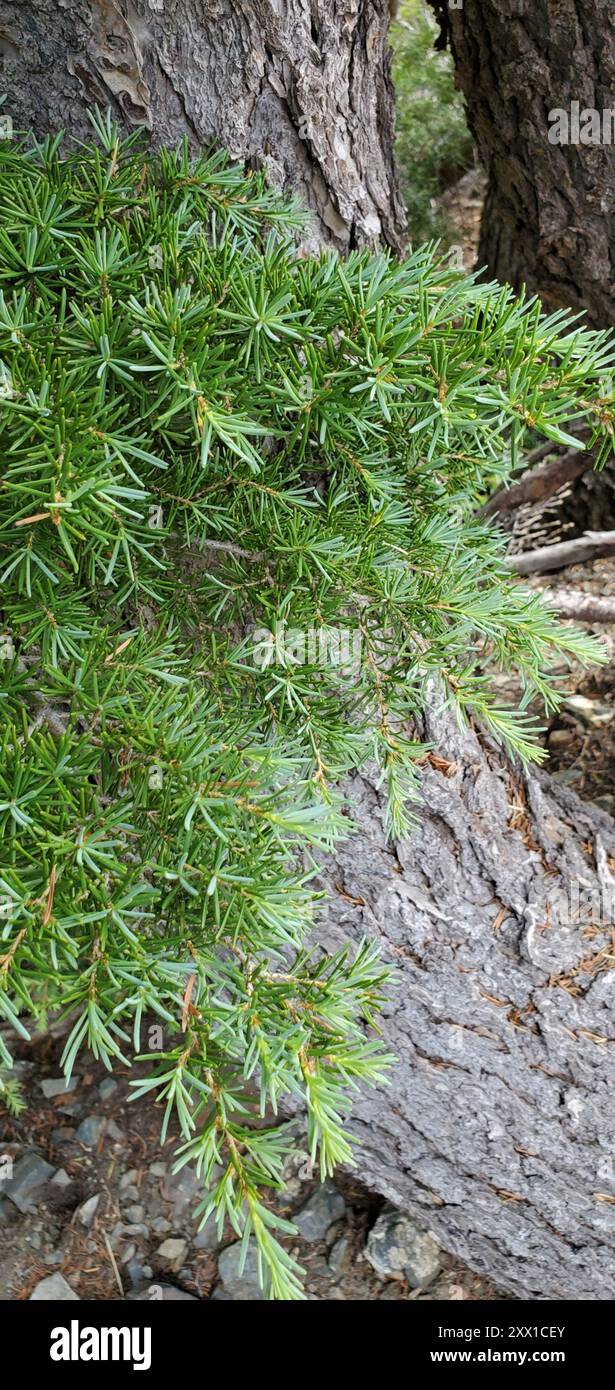 mountain hemlock (Tsuga mertensiana) Plantae Stock Photo - Alamy