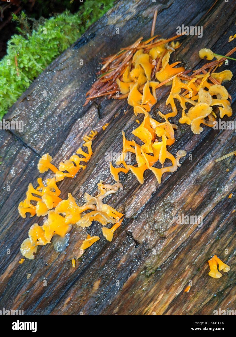 Fan shaped jelly fungi hi-res stock photography and images - Alamy