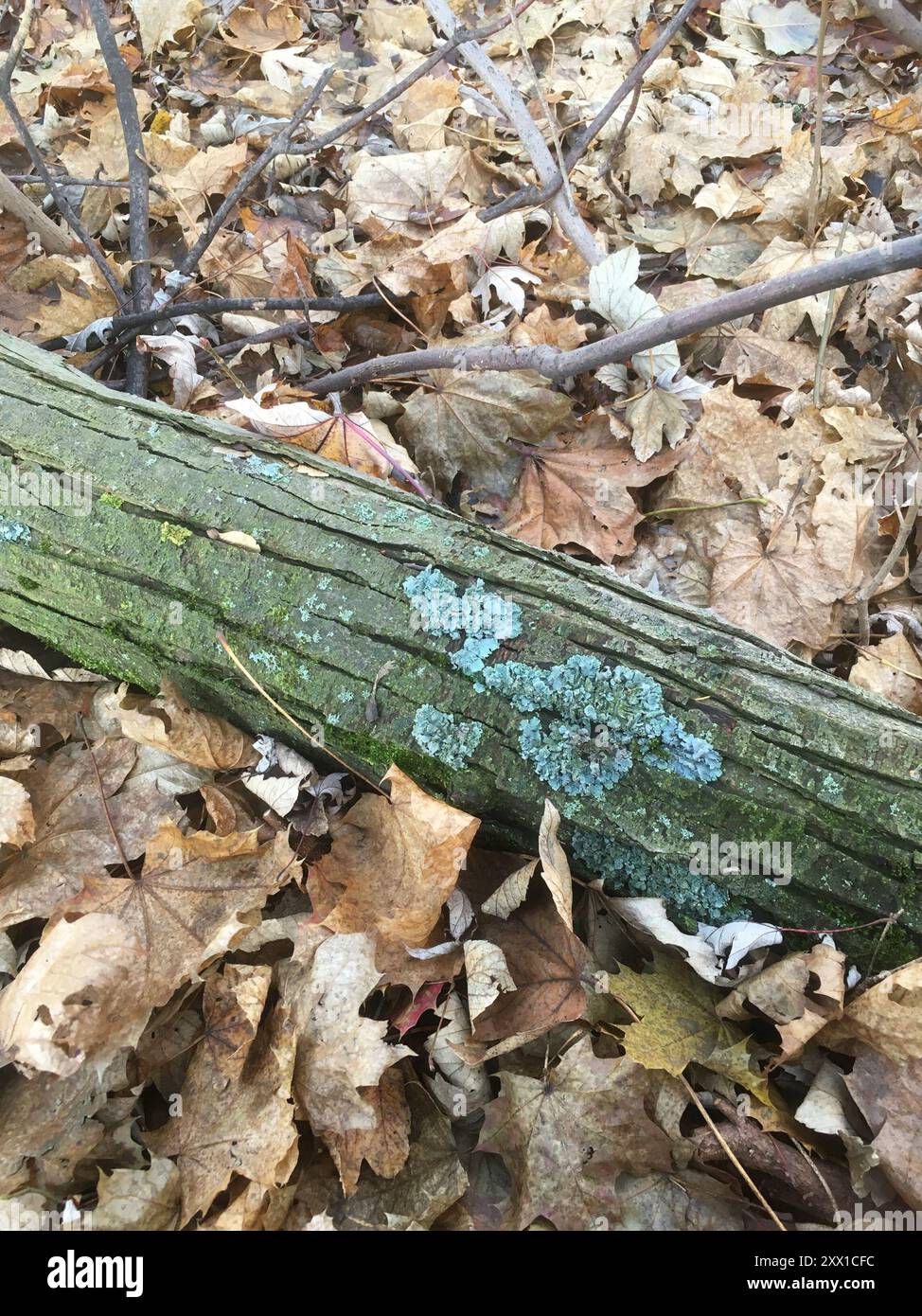 shield lichen (Parmelia sulcata) Fungi Stock Photo - Alamy
