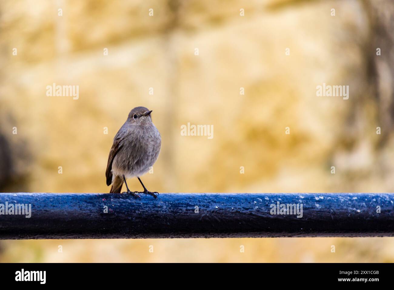 Pipe bird hi-res stock photography and images - Alamy