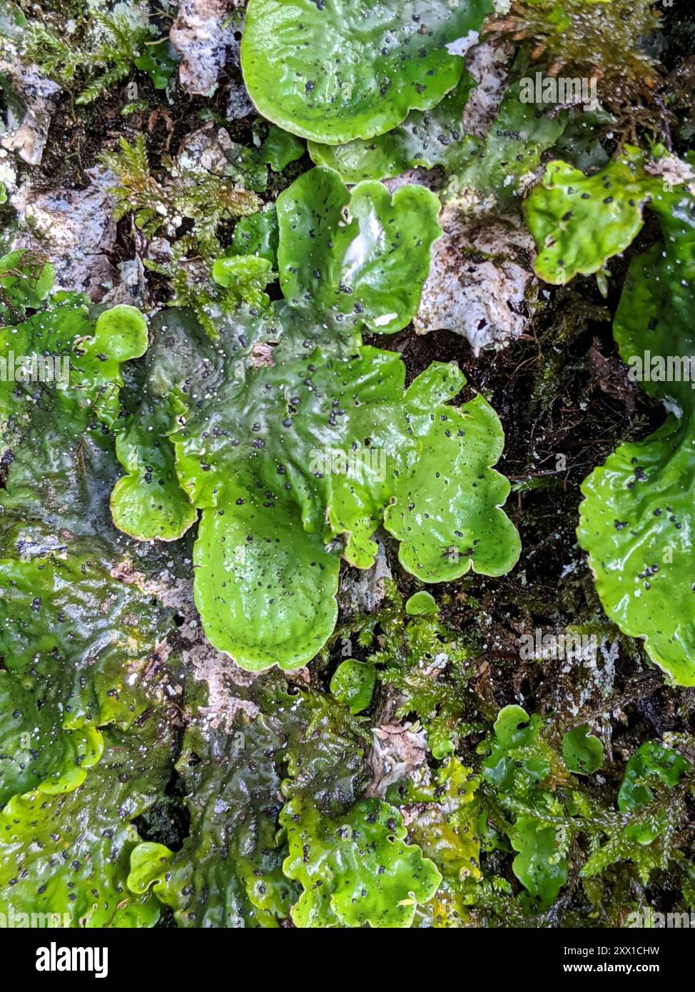 freckled pelt lichen (Peltigera aphthosa) Fungi Stock Photo - Alamy