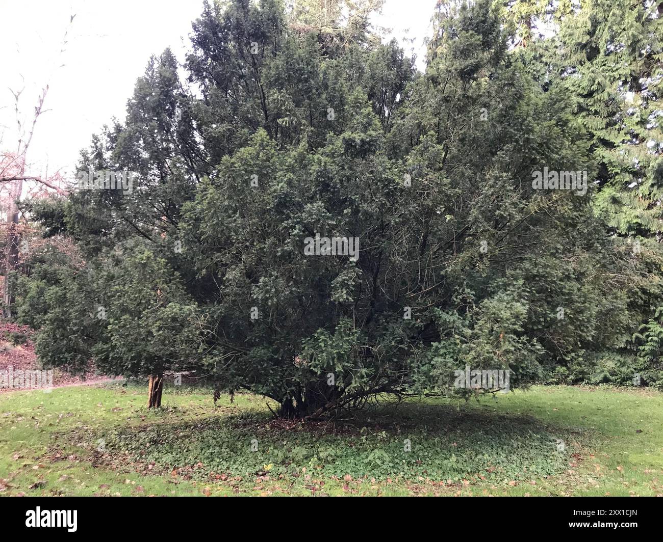 yew family (Taxaceae) Plantae Stock Photo - Alamy