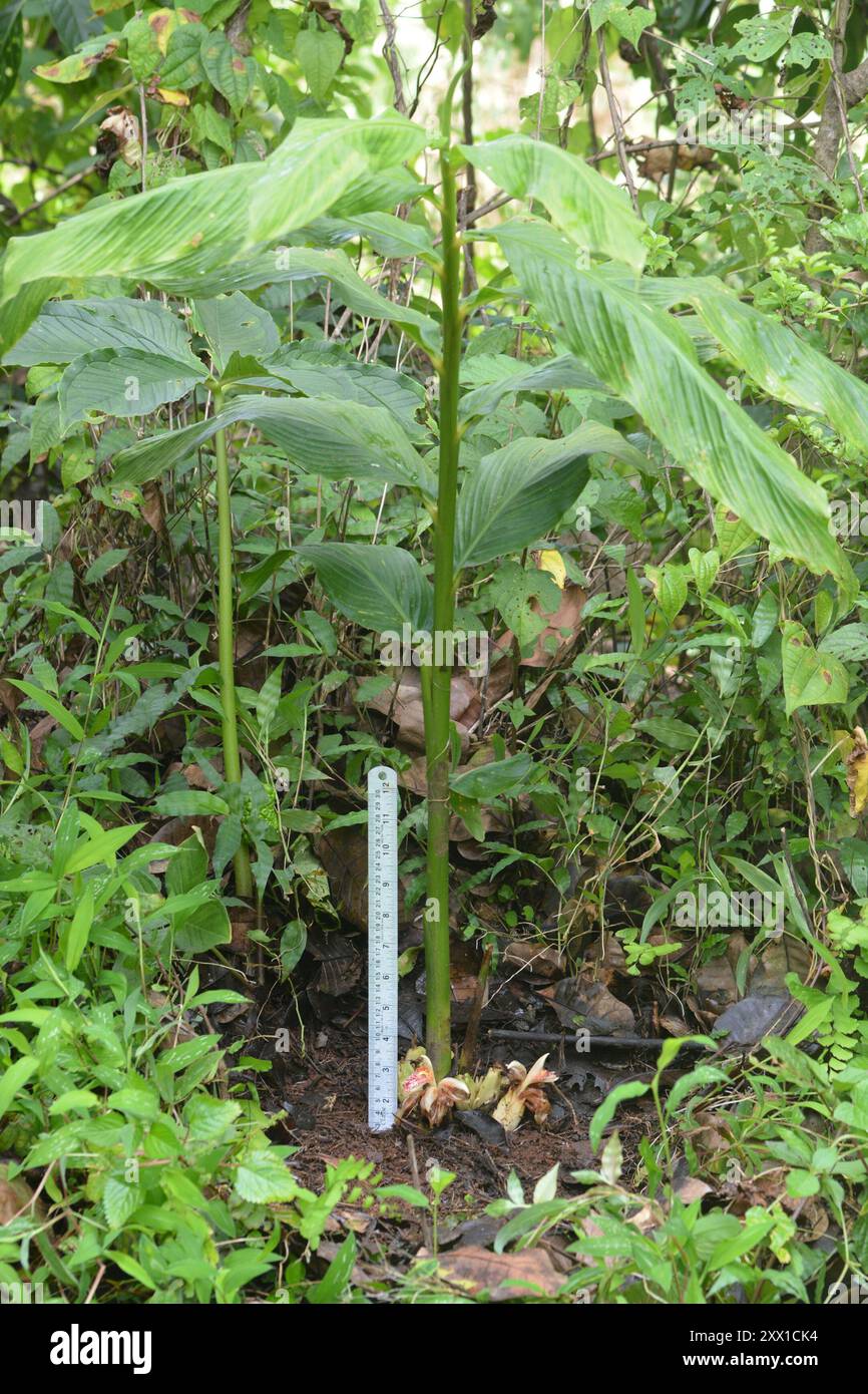 true gingers (Zingiber) Plantae Stock Photo - Alamy