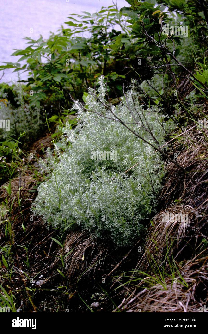 fringed sagebrush (Artemisia frigida) Plantae Stock Photo - Alamy