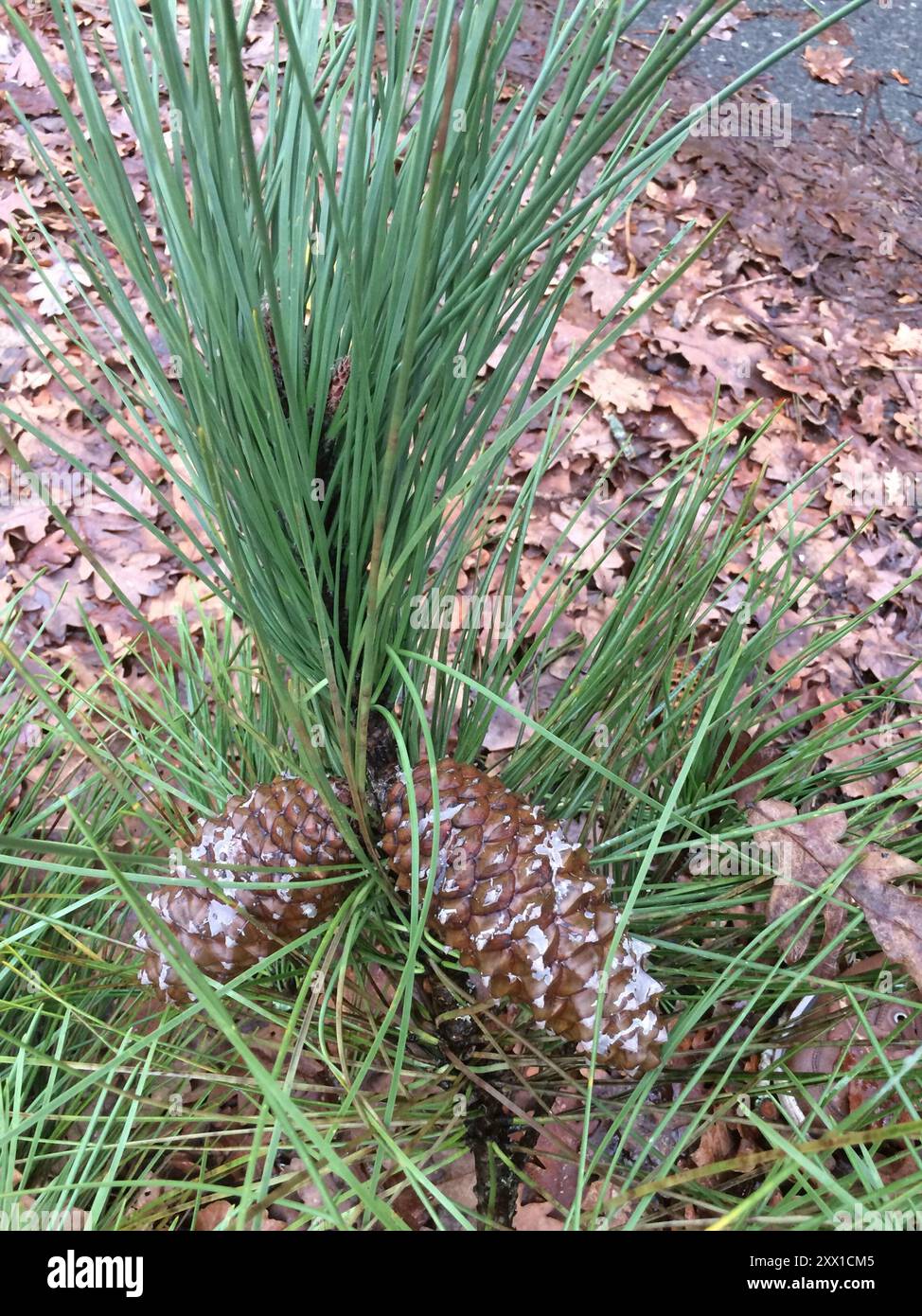 maritime pine (Pinus pinaster) Plantae Stock Photo - Alamy