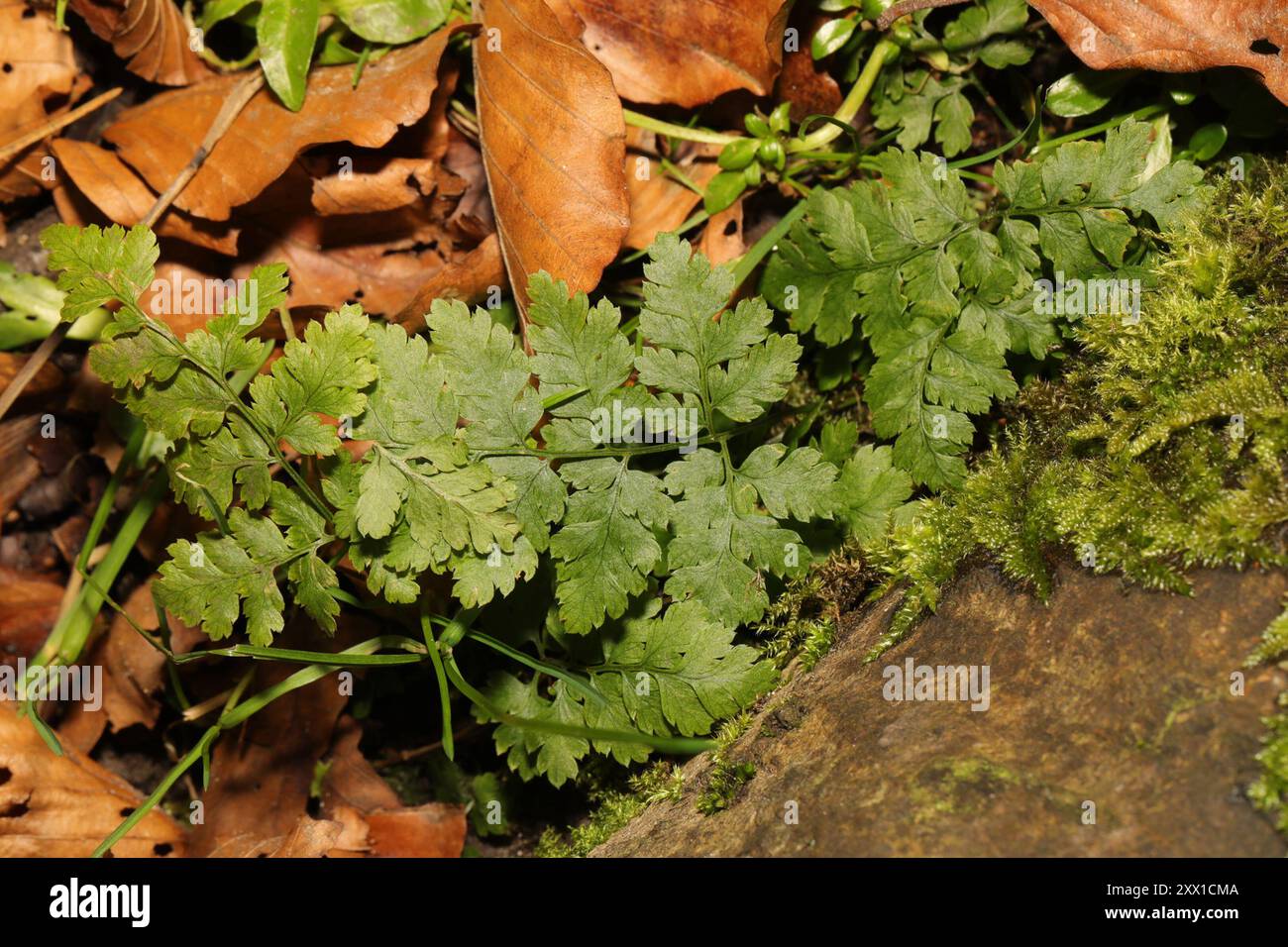ferns (Polypodiopsida) Plantae Stock Photo - Alamy