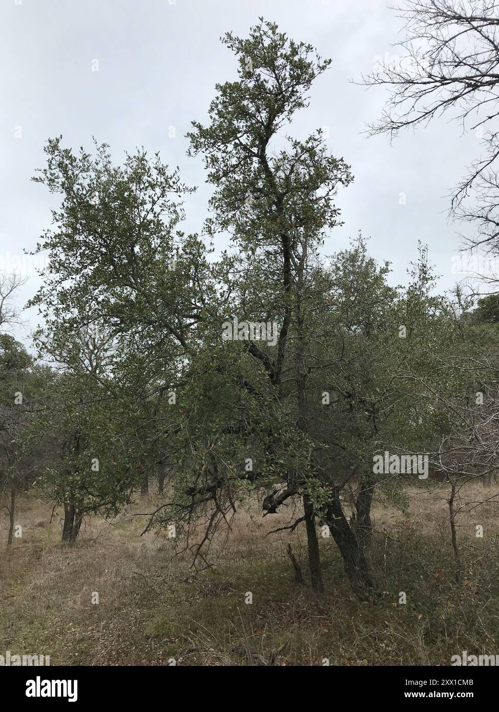 Texas live oak (Quercus fusiformis) Plantae Stock Photo - Alamy