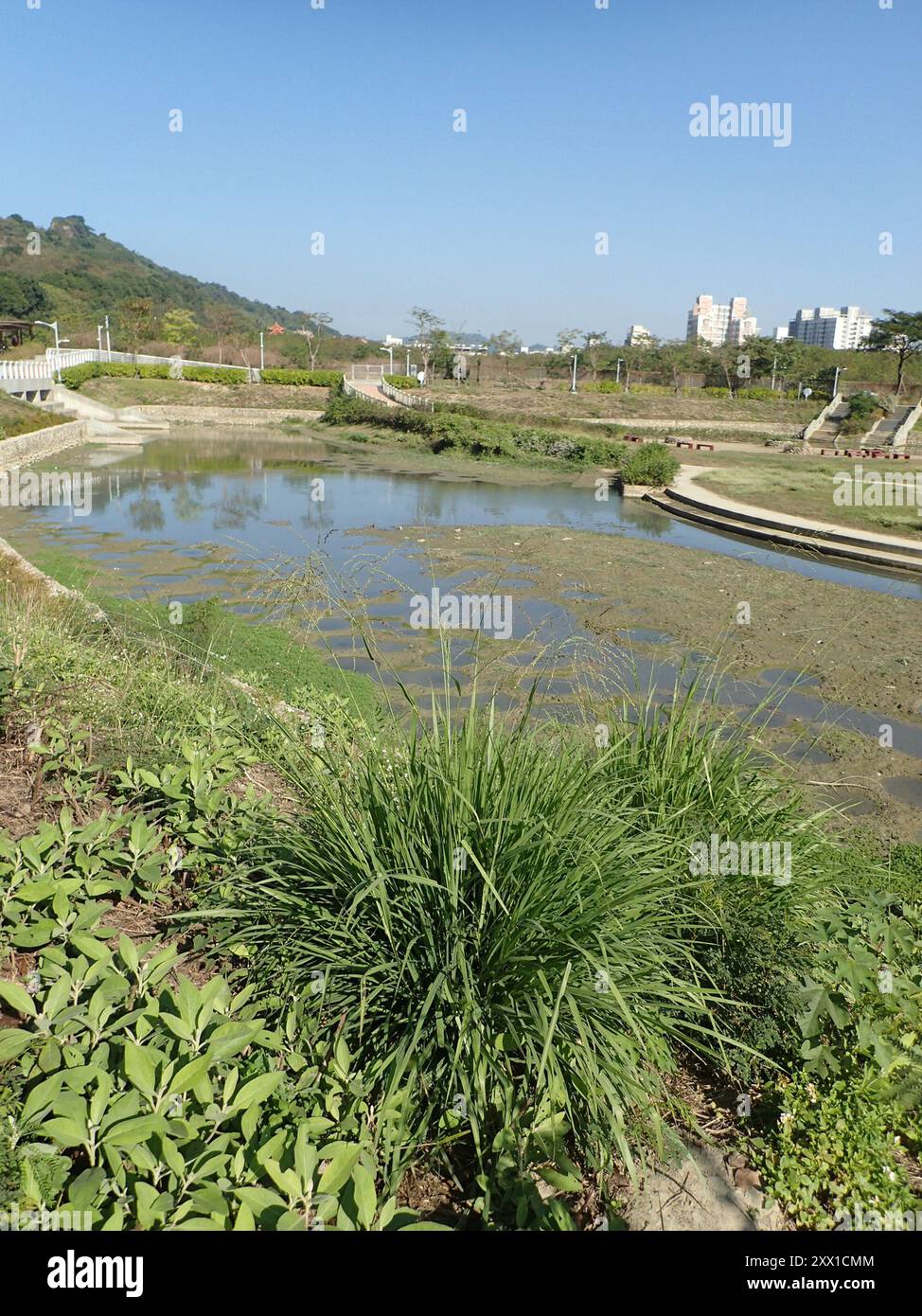 guinea grass (Megathyrsus maximus) Plantae Stock Photo - Alamy