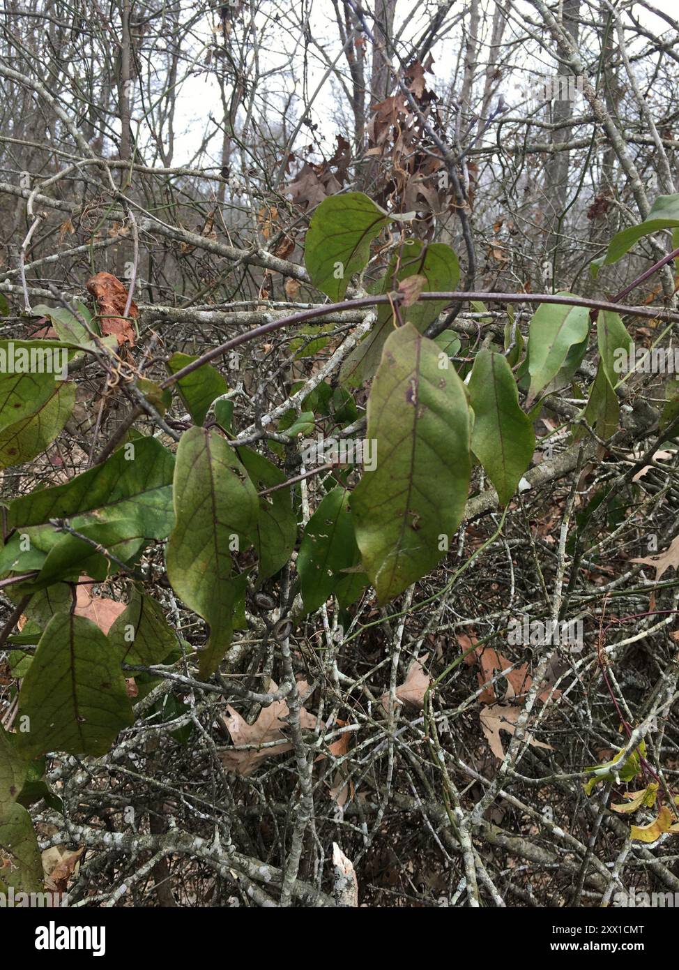 cross vine (Bignonia capreolata) Plantae Stock Photo - Alamy