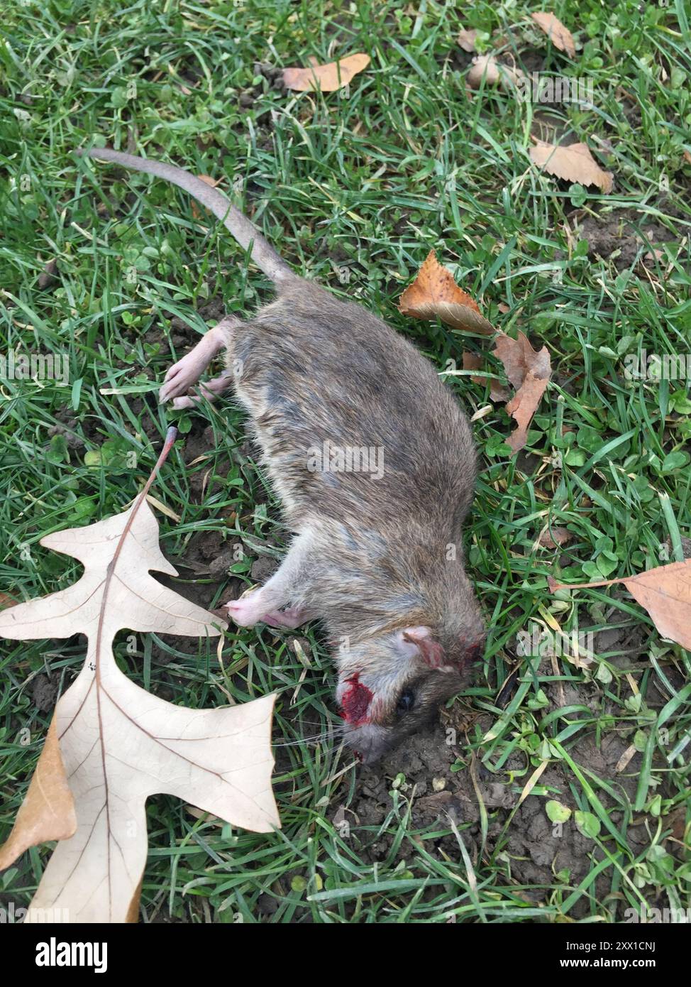 Brown Rat (Rattus norvegicus) Mammalia Stock Photo - Alamy
