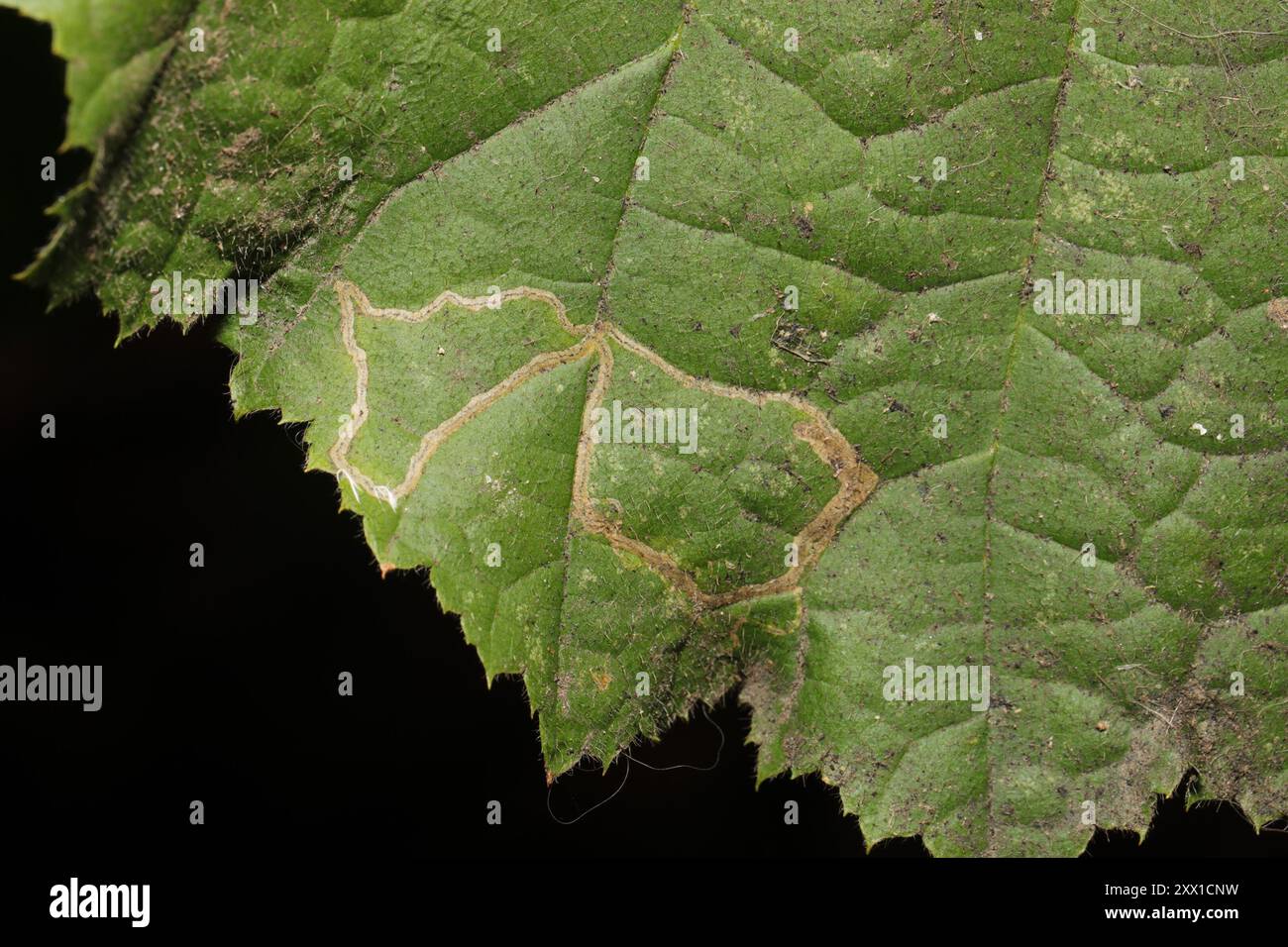 Hazel Leafminer Moth (Stigmella microtheriella) Insecta Stock Photo - Alamy