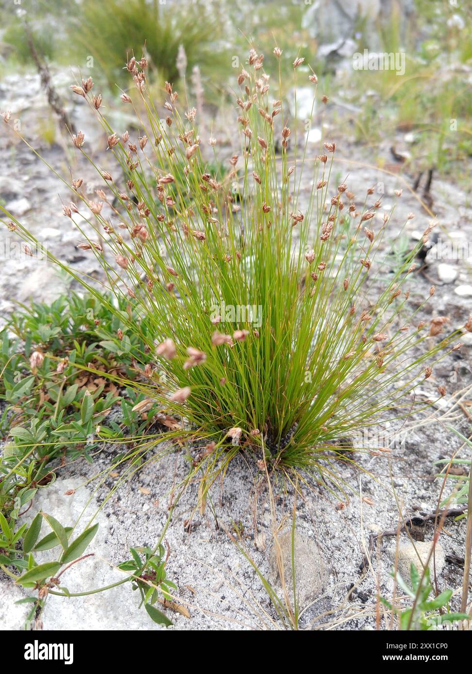 Star Grasses (Ficinia) Plantae Stock Photo - Alamy