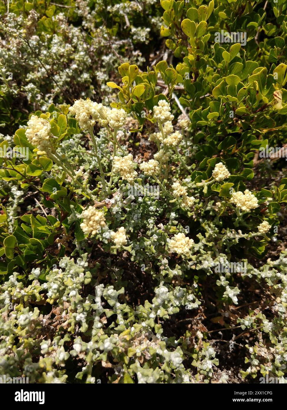 Honey Everlasting (Helichrysum patulum) Plantae Stock Photo - Alamy