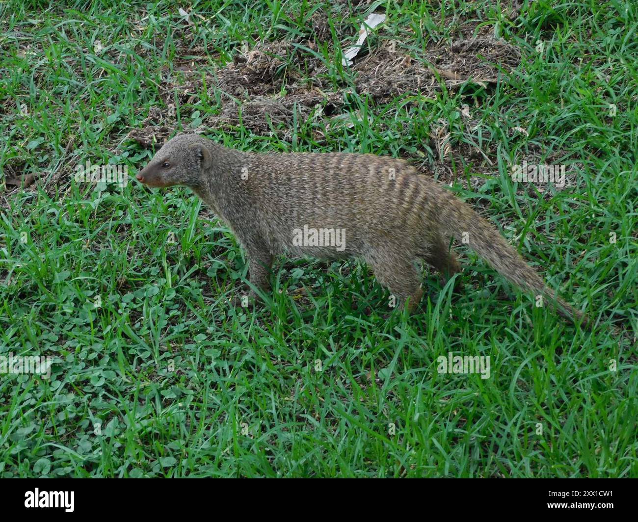 Banded Mongoose (Mungos mungo) Mammalia Stock Photo - Alamy