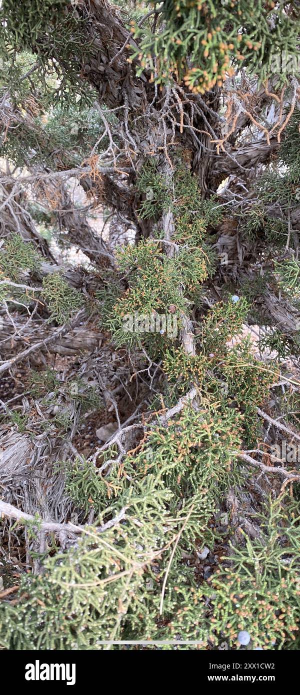 Utah Juniper (Juniperus osteosperma) Plantae Stock Photo - Alamy