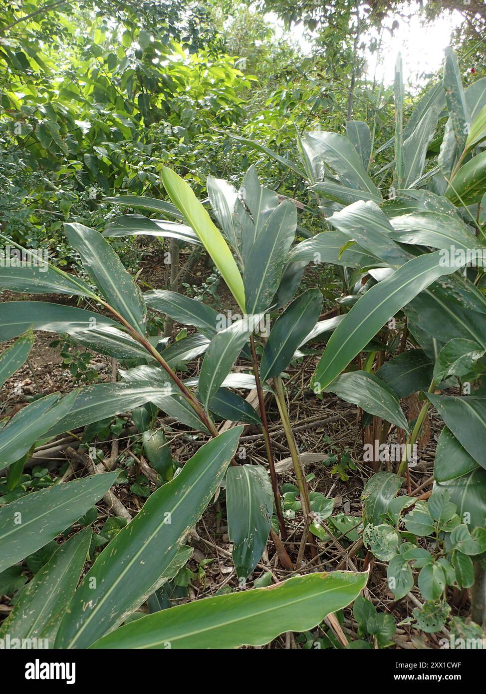 Shell ginger (Alpinia zerumbet) Plantae Stock Photo - Alamy