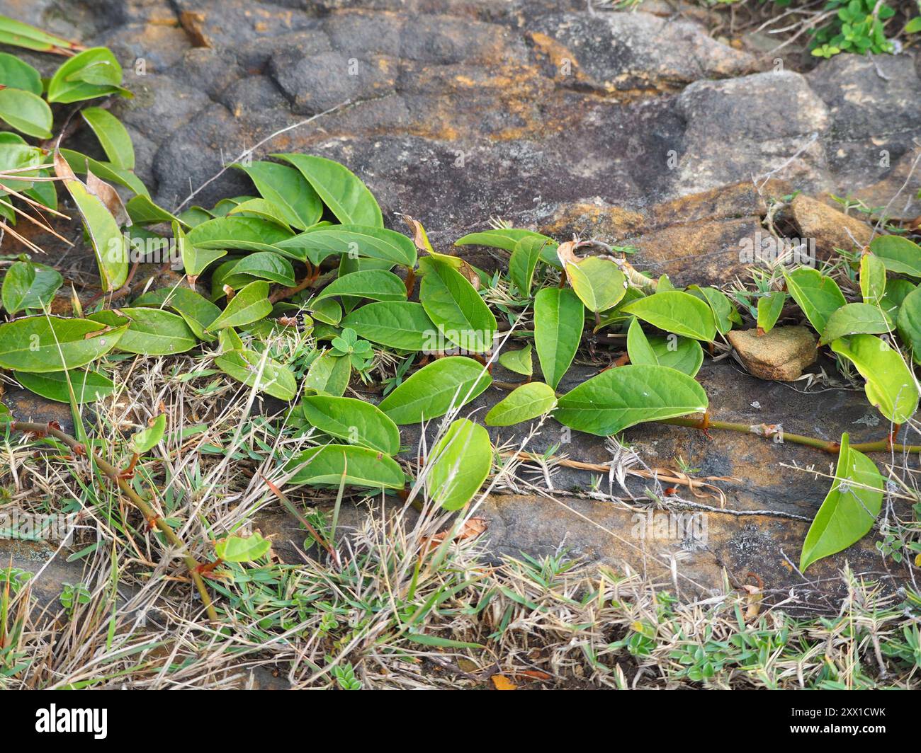 (Ficus sarmentosa nipponica) Plantae Stock Photo - Alamy