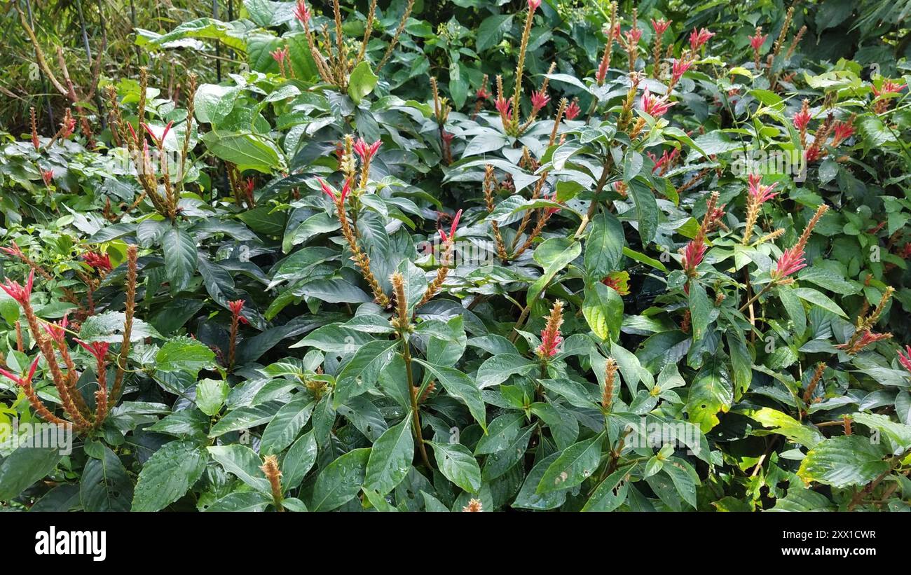 Red Aphelandra (Aphelandra scabra) Plantae Stock Photo - Alamy