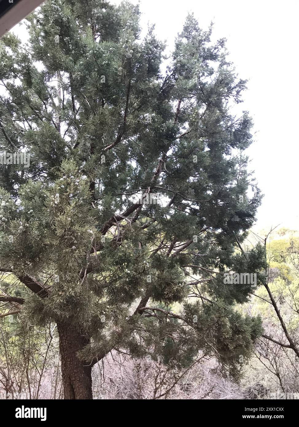 alligator juniper (Juniperus deppeana) Plantae Stock Photo - Alamy