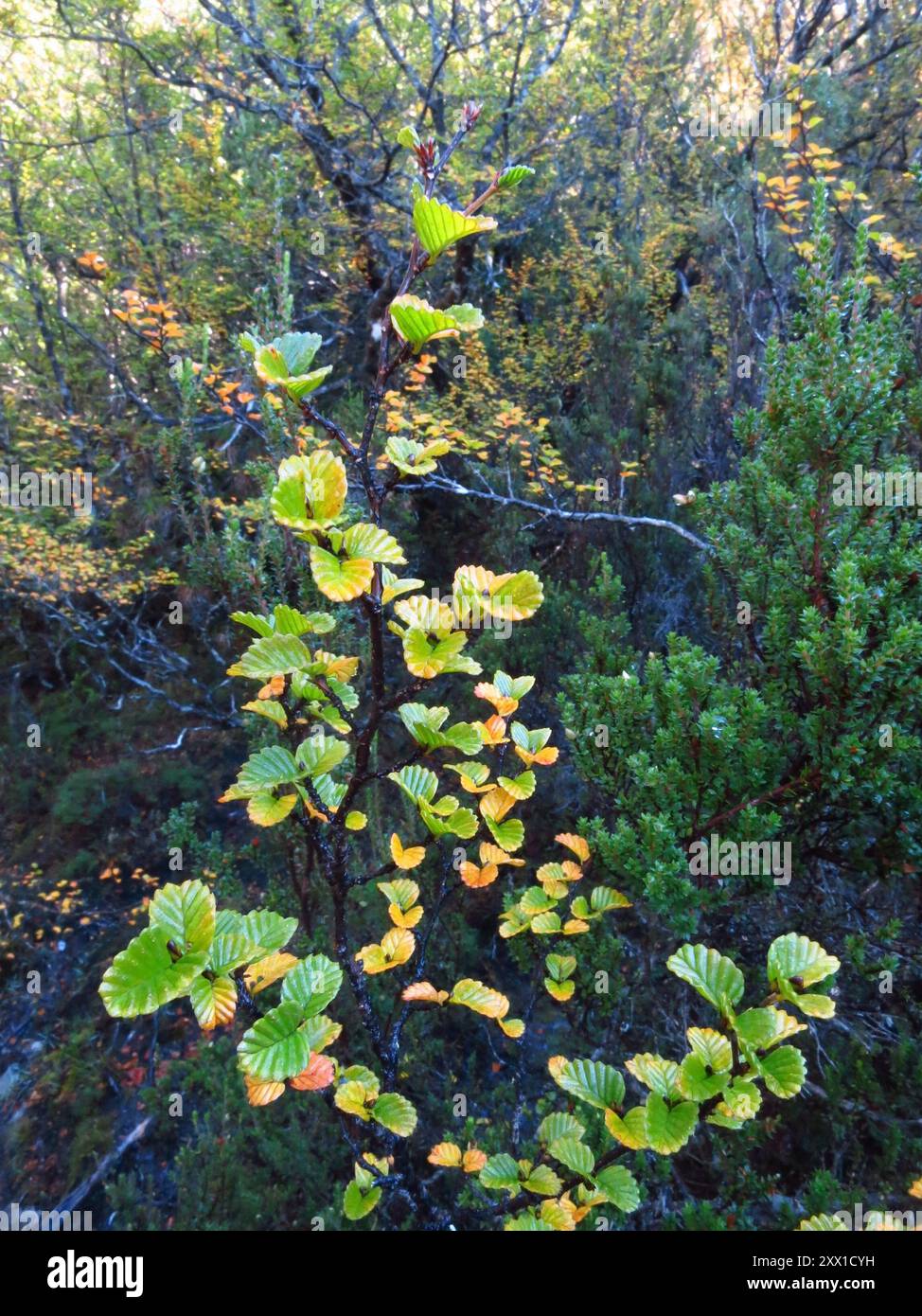 deciduous beech (Nothofagus gunnii) Plantae Stock Photo - Alamy