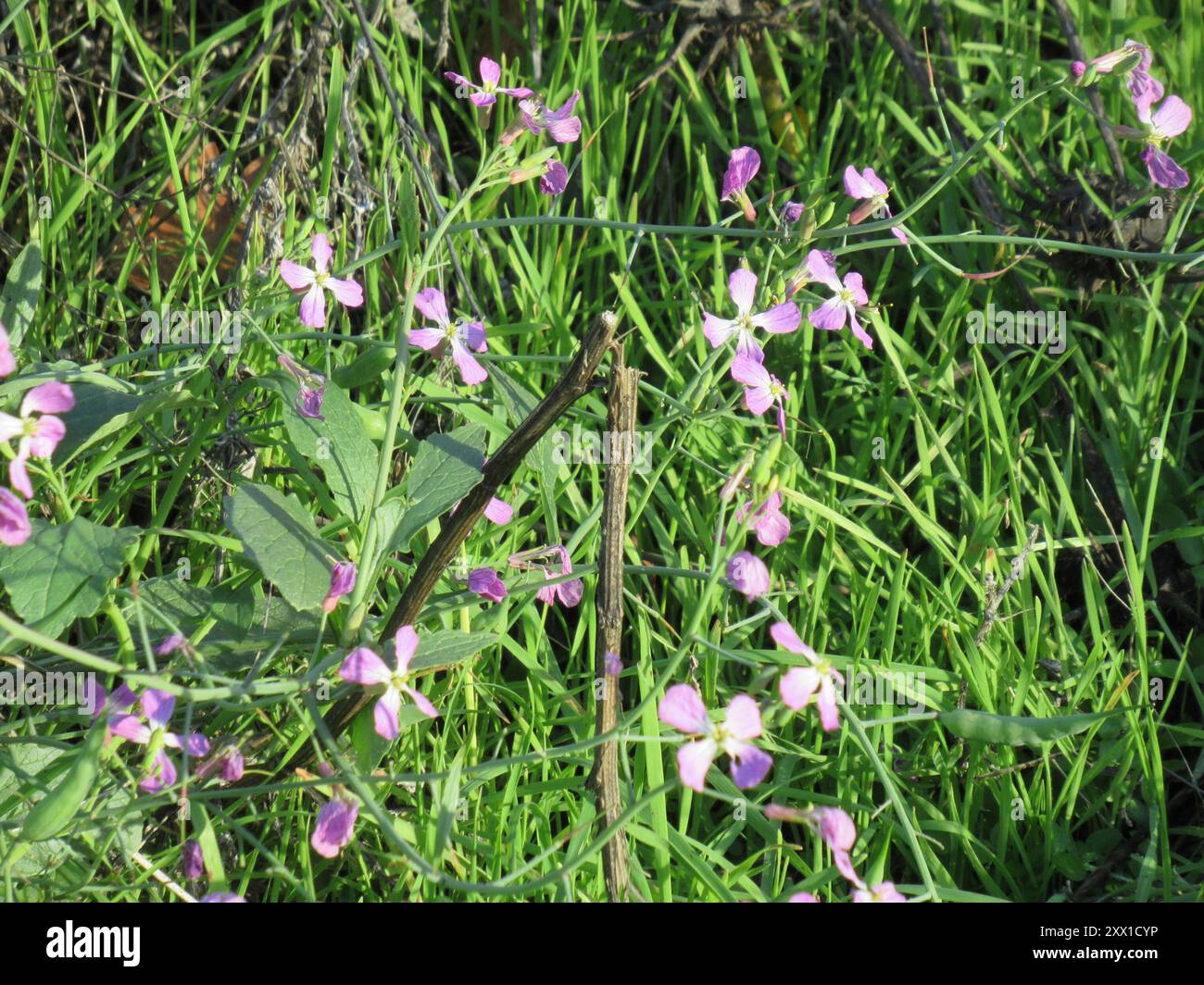 wild and domestic radish (Raphanus raphanistrum sativus) Plantae Stock ...