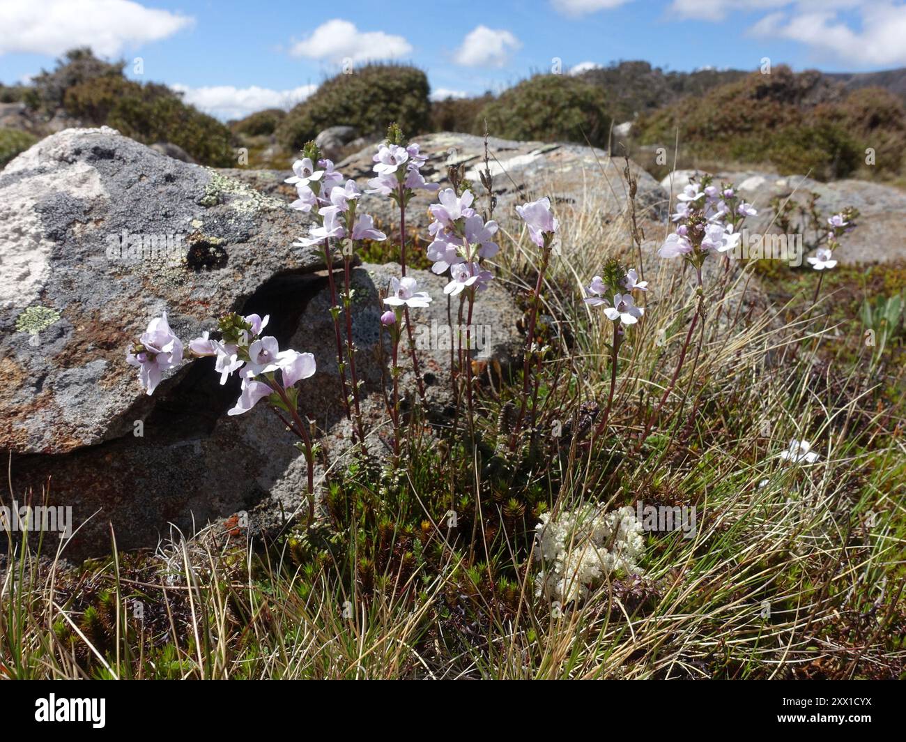 purple eyebright (Euphrasia collina) Plantae Stock Photo - Alamy