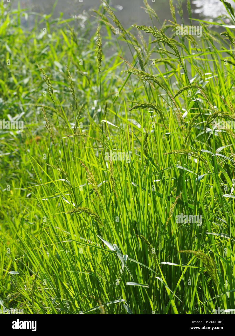 Jungle Rice (Echinochloa colonum) Plantae Stock Photo - Alamy