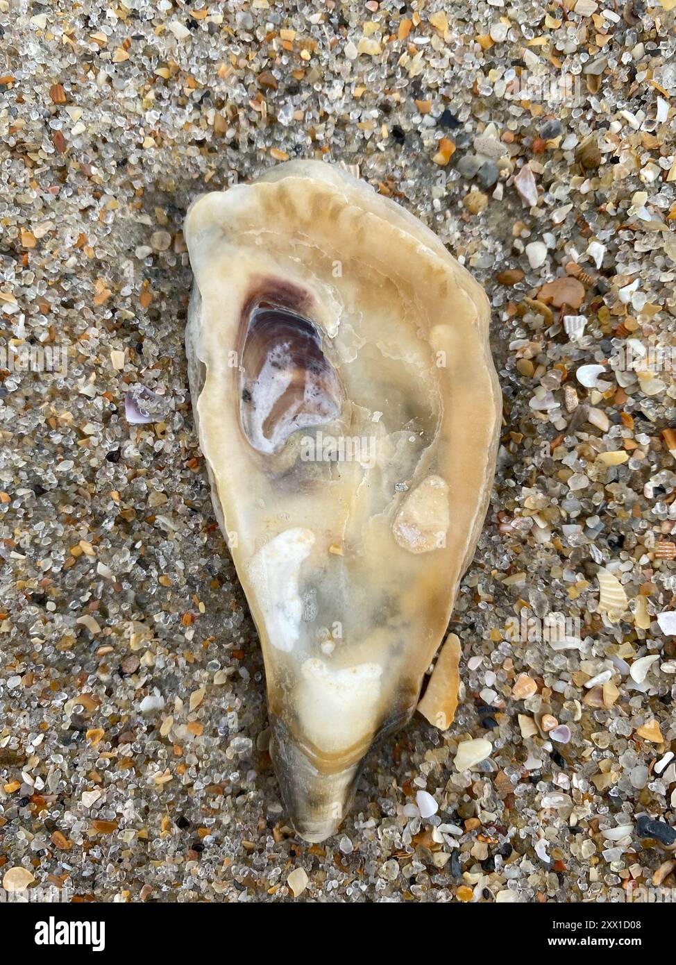 Eastern Oyster (Crassostrea virginica) Mollusca Stock Photo - Alamy