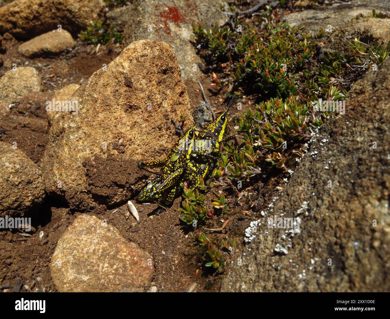 Spotted Mountain-grasshopper (Monistria concinna) Insecta Stock Photo ...