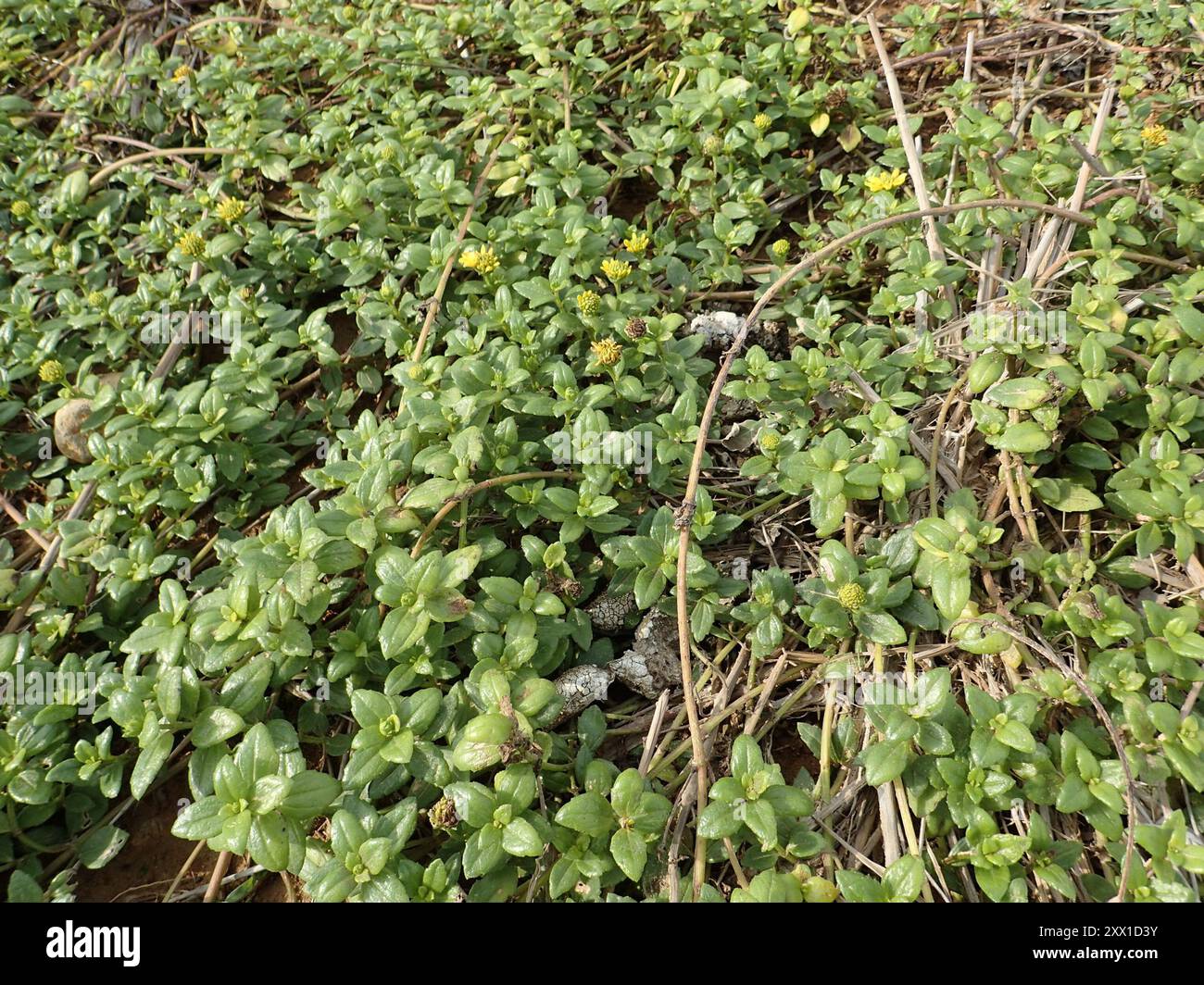 (Wedelia prostrata) Plantae Stock Photo - Alamy
