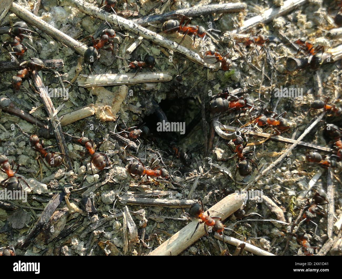 Wood, Mound, and Field Ants (Formica) Insecta Stock Photo - Alamy