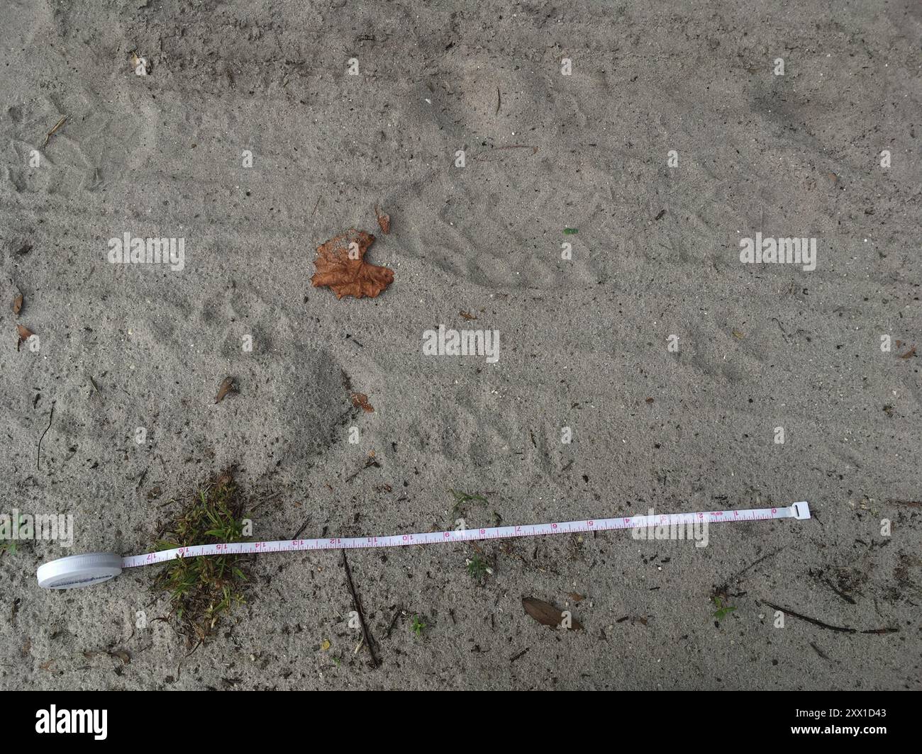 Carnivorans (Carnivora) Mammalia Stock Photo - Alamy