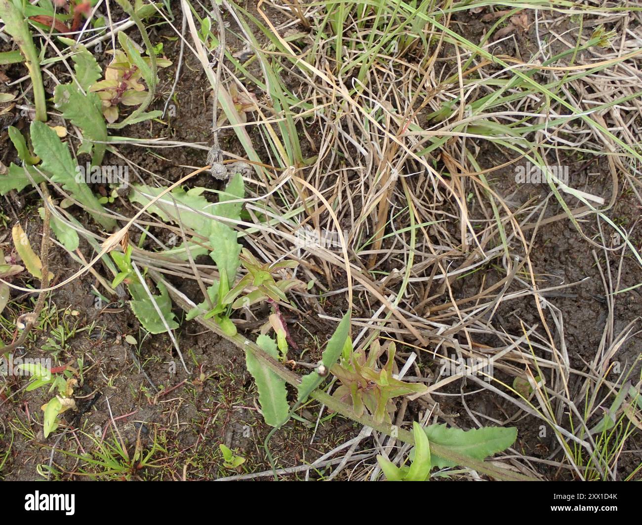 Tooth Ragwort (Senecio polyodon) Plantae Stock Photo - Alamy