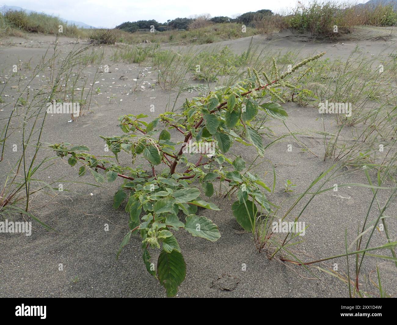 spiny amaranth (Amaranthus spinosus) Plantae Stock Photo - Alamy