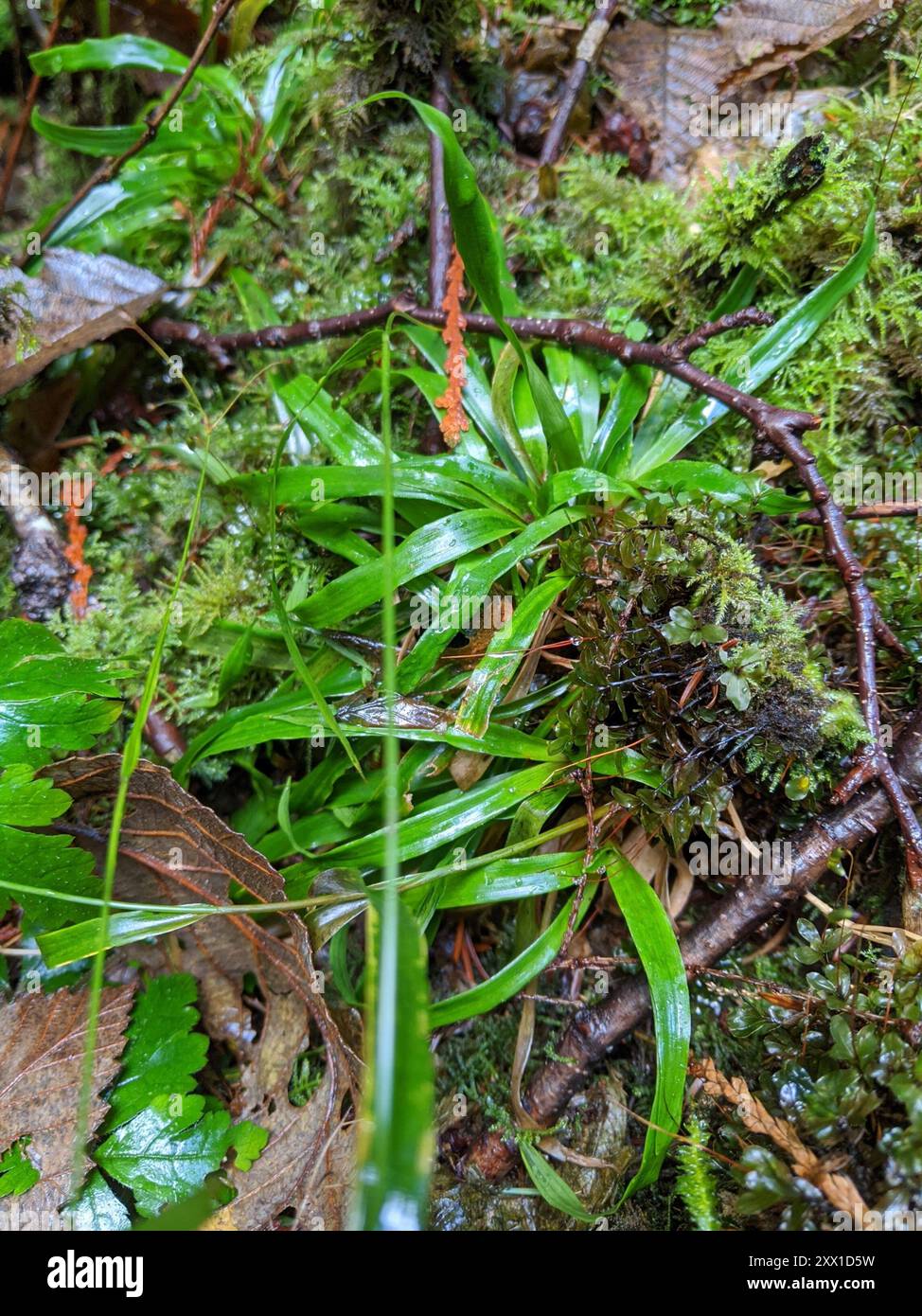 vascular plants (Tracheophyta) Plantae Stock Photo - Alamy