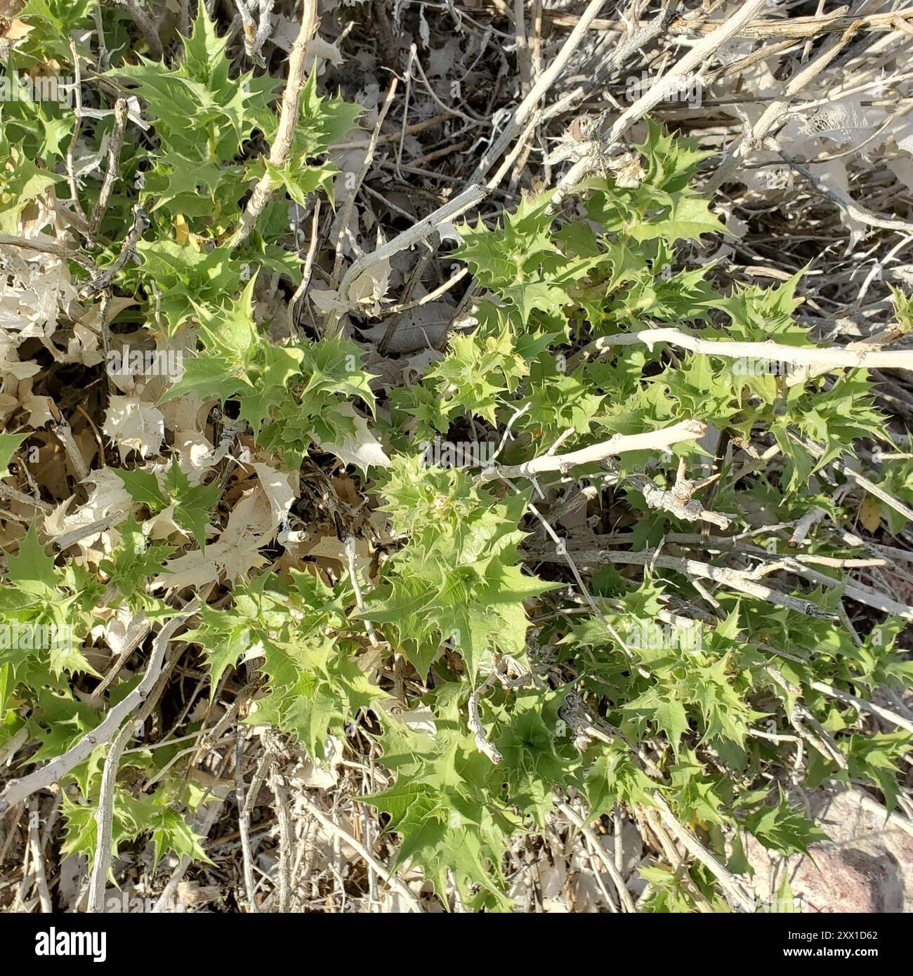 Holly-leaved Bursage (Ambrosia ilicifolia) Plantae Stock Photo - Alamy
