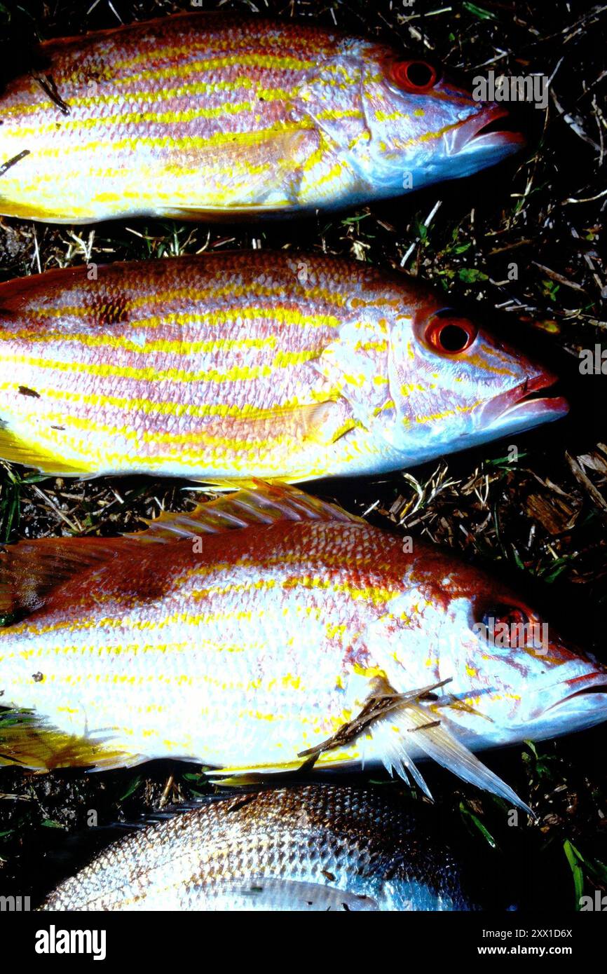 Lane Snapper (Lutjanus synagris) Actinopterygii Stock Photo - Alamy