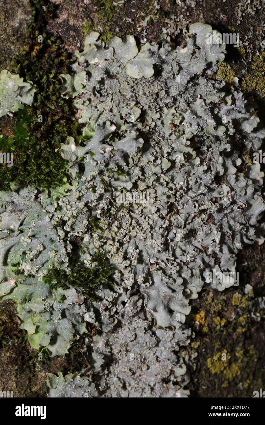 Speckled Shield Lichens (Punctelia) Fungi Stock Photo - Alamy
